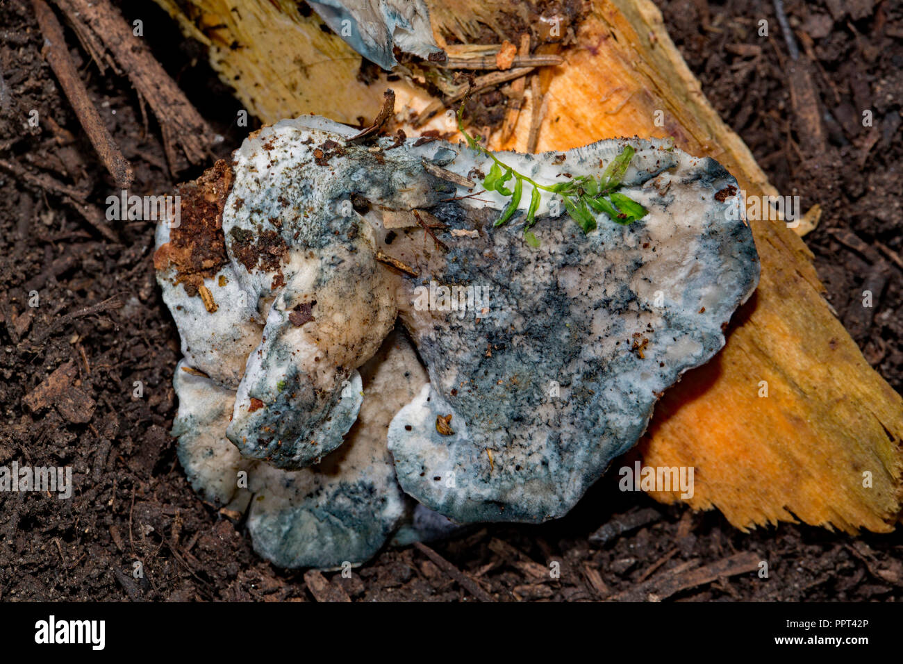 Spongiporus hi-res stock photography and images - Alamy