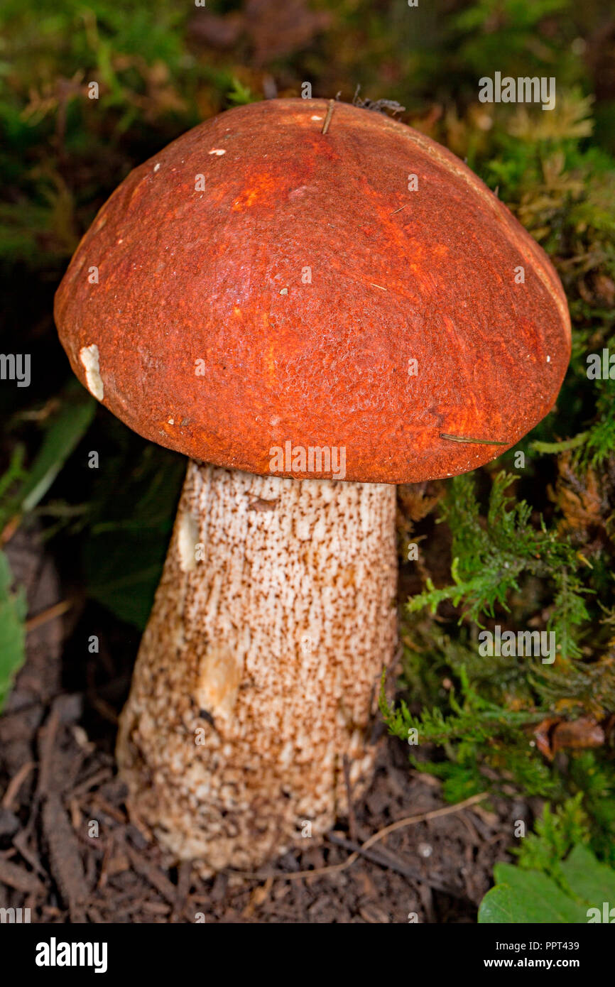 red-capped scaber stalk, (Leccinum quercinum Stock Photo - Alamy