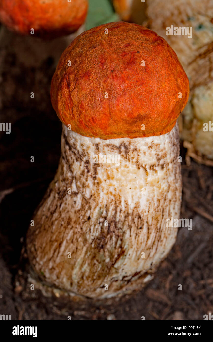 Bolete Mushroom, (Leccinum rufum Stock Photo - Alamy