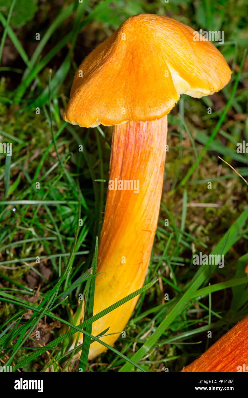 Fibrous waxcap hi-res stock photography and images - Alamy Fibrous waxcap hi-res stock photography and images - Alamy