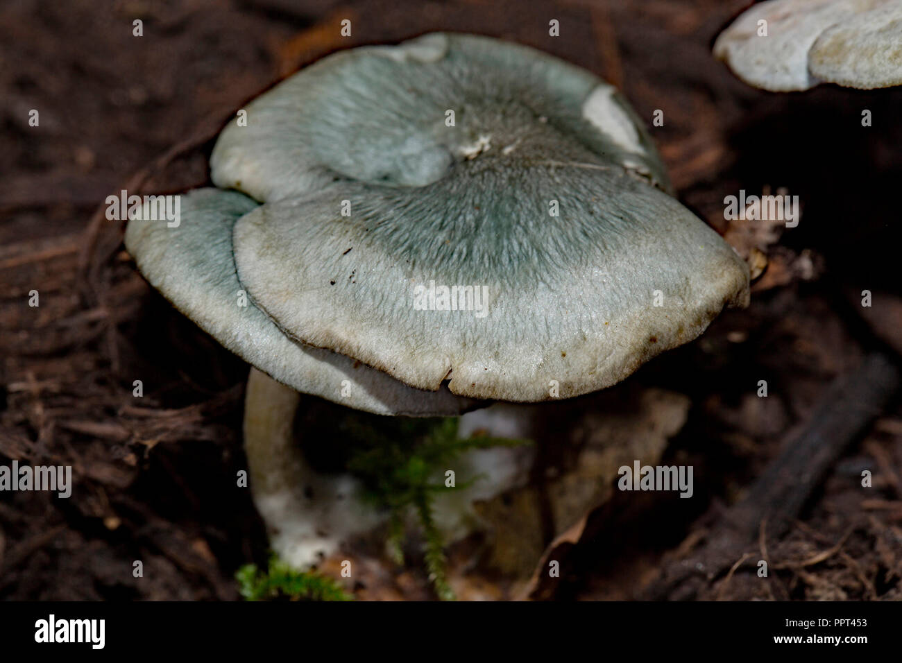 aniseed toadstool, (Clitocybe odora Stock Photo - Alamy