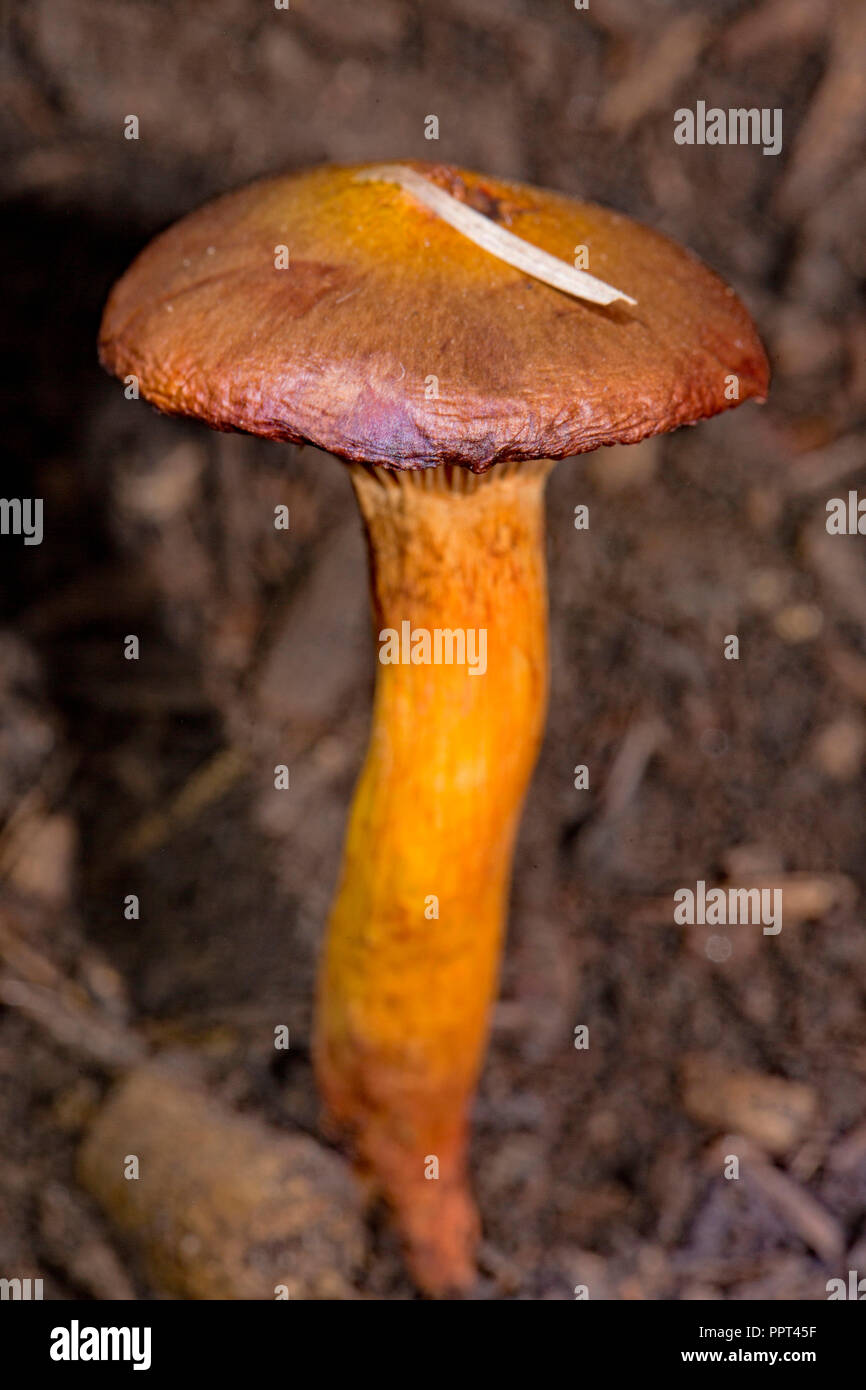 brown slimecap, (Chroogomphus rutilus Stock Photo - Alamy