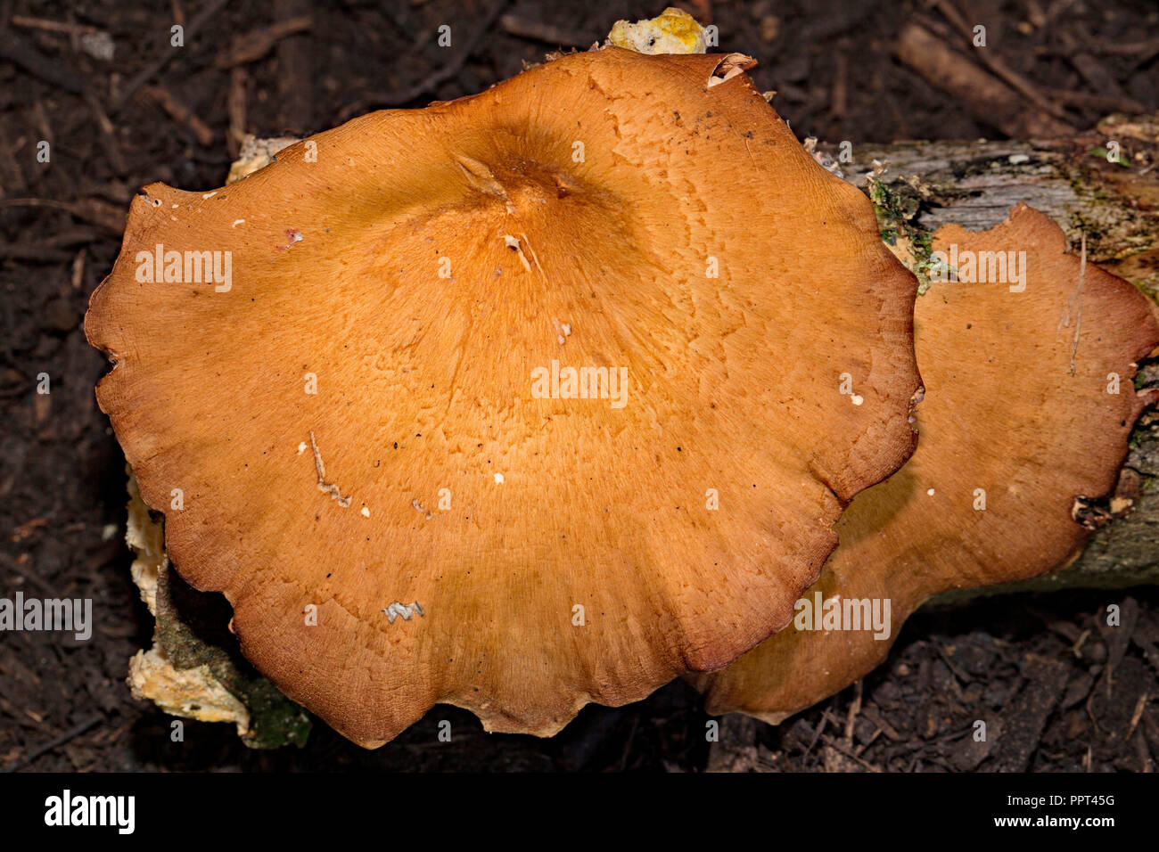 Panus conchatus hi-res stock photography and images - Alamy