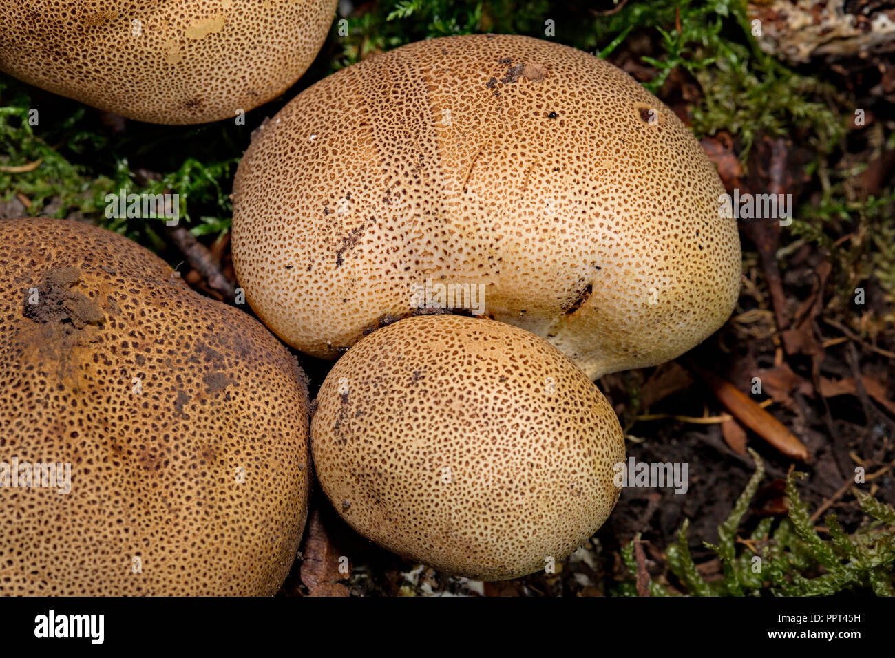 Leopard Earthball fungus, (Scleroderma areolatum Stock Photo - Alamy