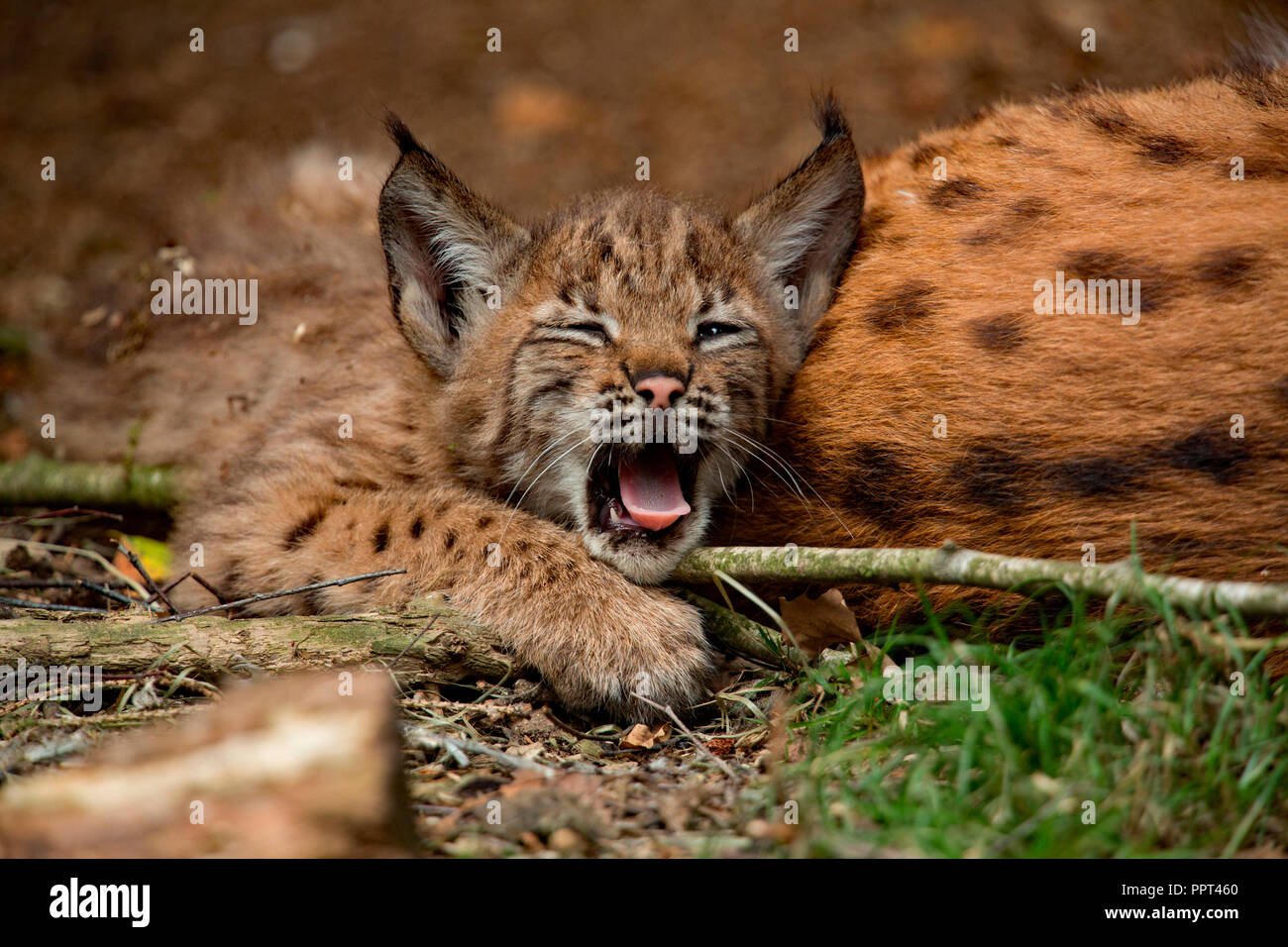 Eurasian lynx with cub, (Lynx lynx Stock Photo - Alamy