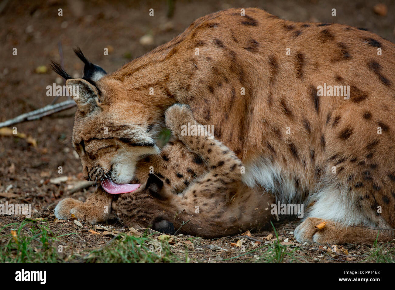 Lynx grooming hi-res stock photography and images - Alamy