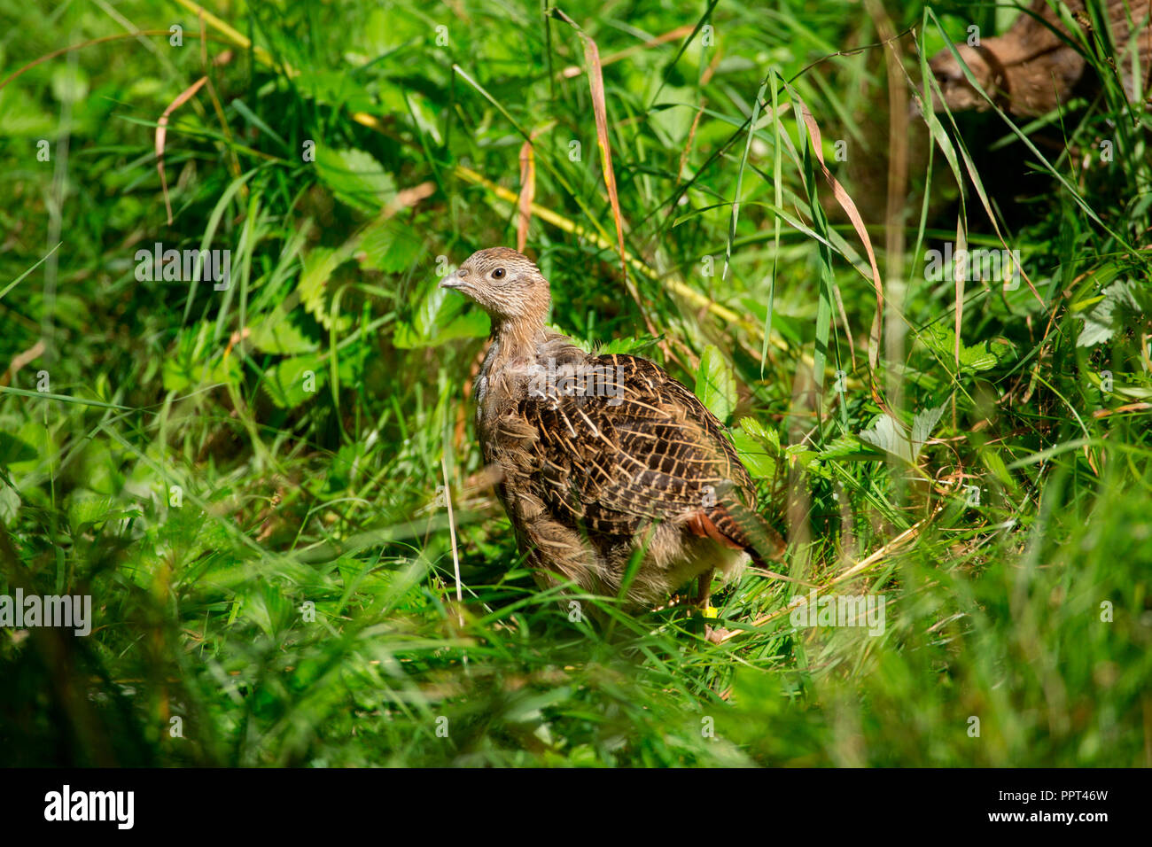 grey partridge, (Perdix perdix Stock Photo - Alamy