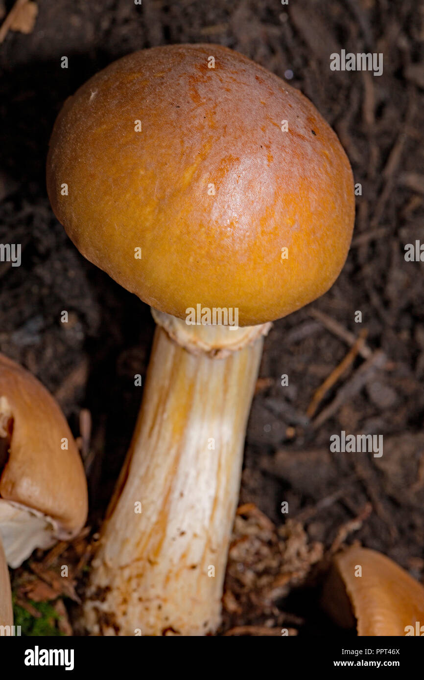 gypsy mushroom, (Cortinarius caperatus Stock Photo - Alamy