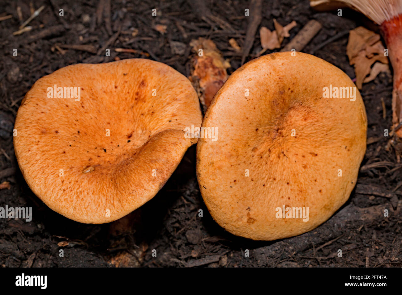 Lactarius lactarius hi-res stock photography and images - Alamy