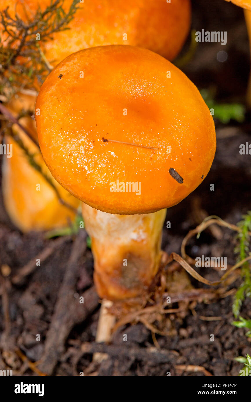 Lactarius insulsus hi-res stock photography and images - Alamy