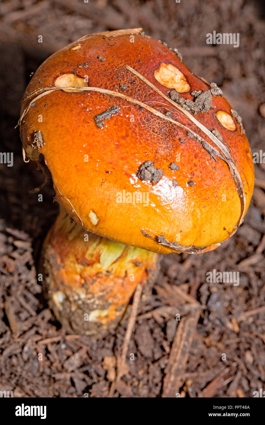 Cortinarius hi-res stock photography and images - Alamy