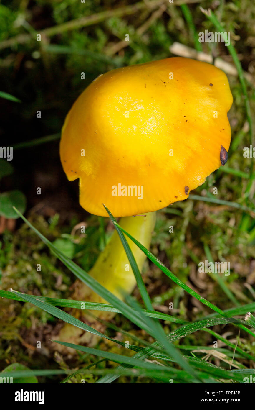 Golden waxcap hi-res stock photography and images - Alamy