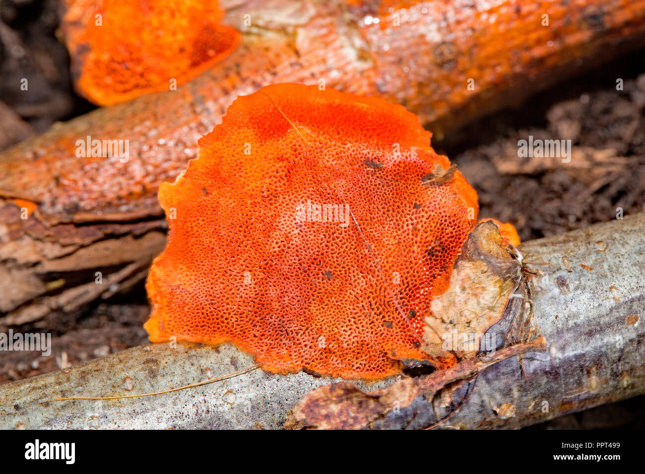 cinnabar polypore, (Pycnoporus cinnabarinus Stock Photo - Alamy