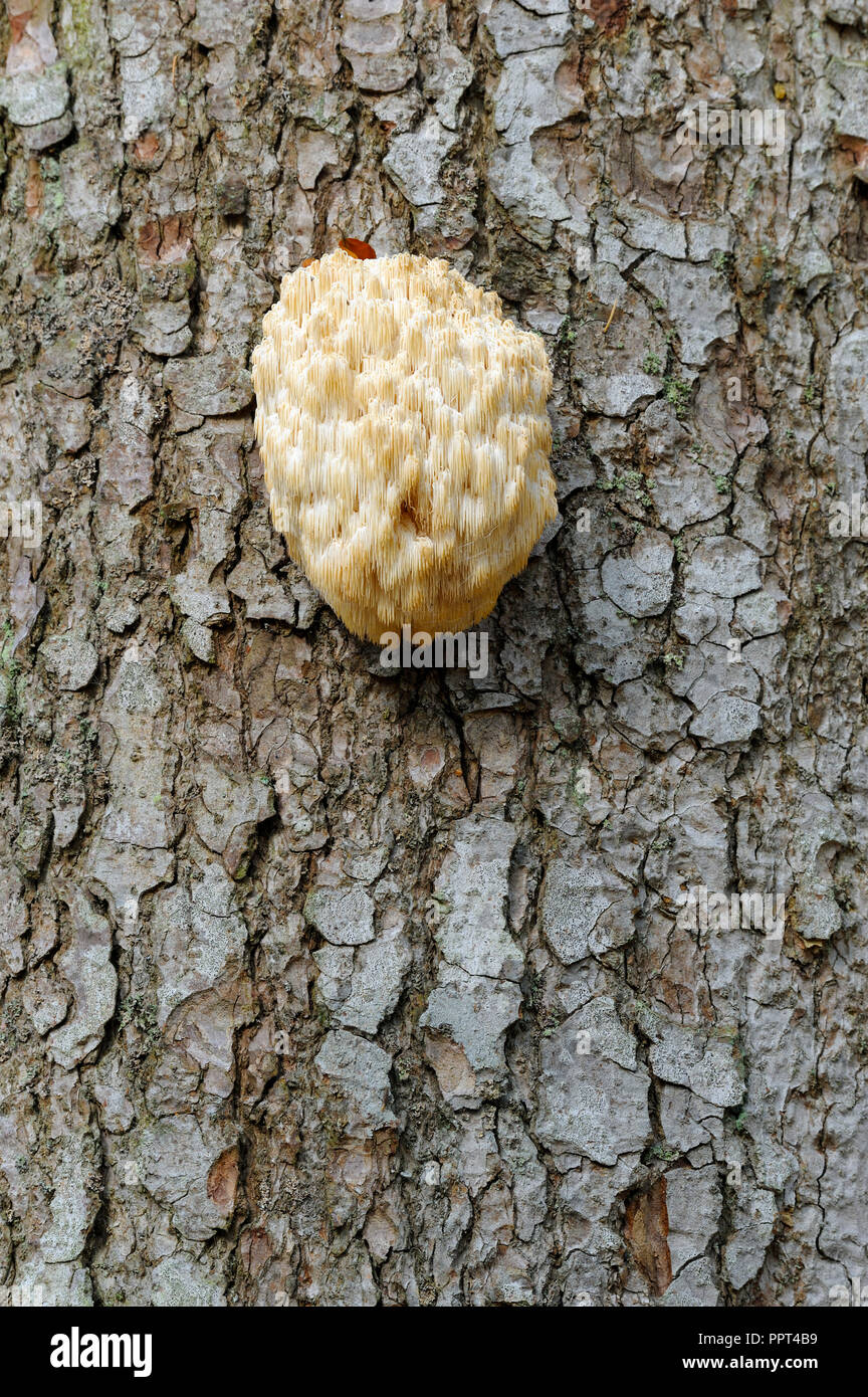 Flagellum hi-res stock photography and images - Alamy