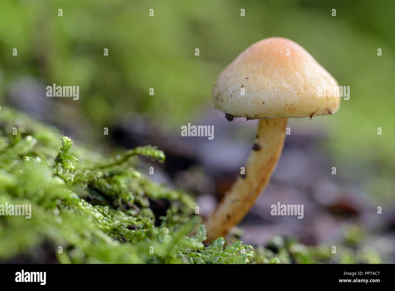 Sulfur tuft mushroom hi-res stock photography and images - Alamy