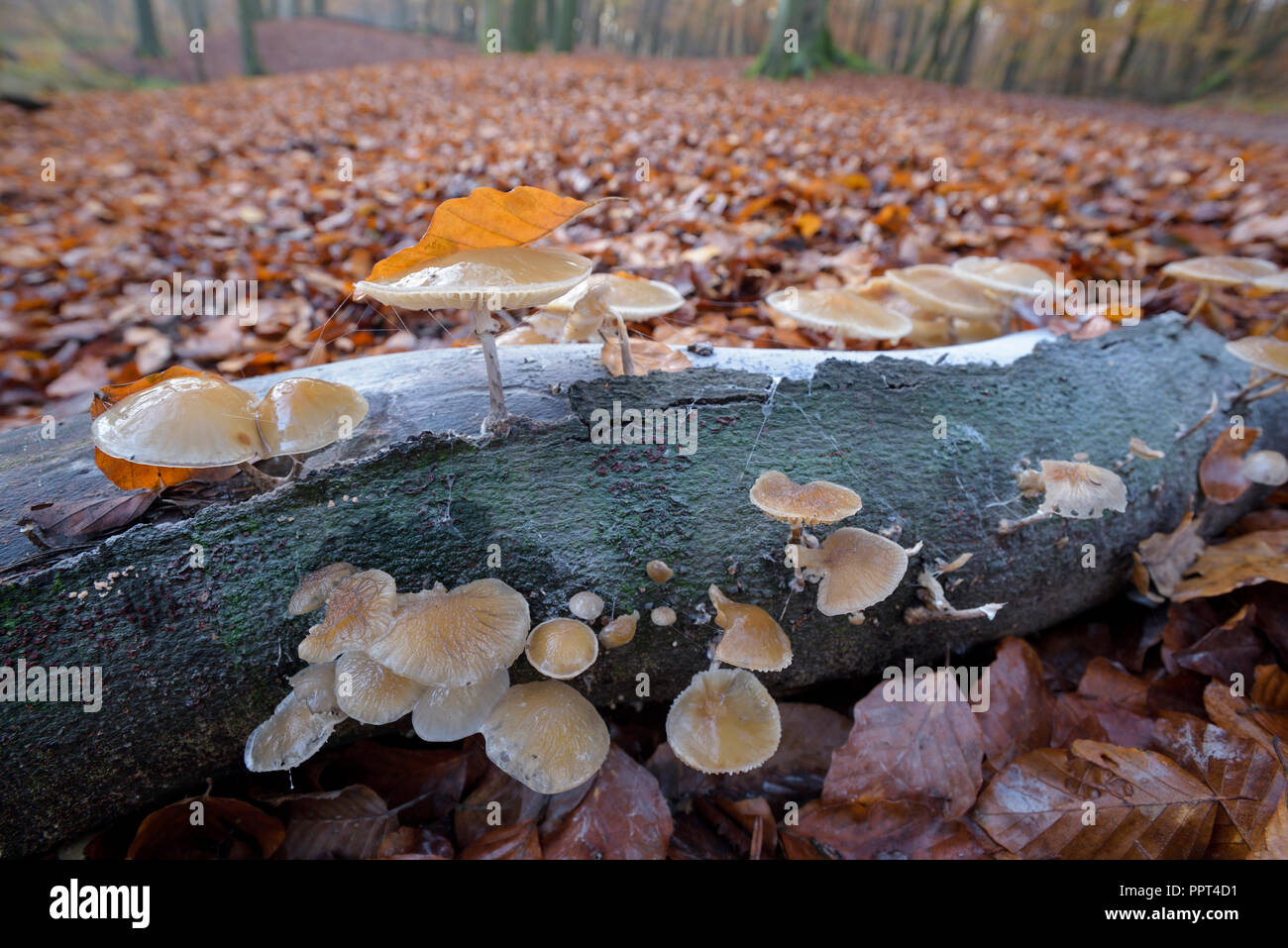 Porcelain fungus, november, Germany, (Oudemansiella mucida Stock Photo ...