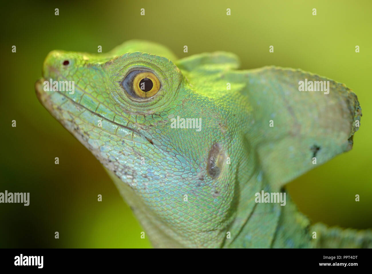 Double Crested Basilisks Stock Photos & Double Crested Basilisks Stock ...