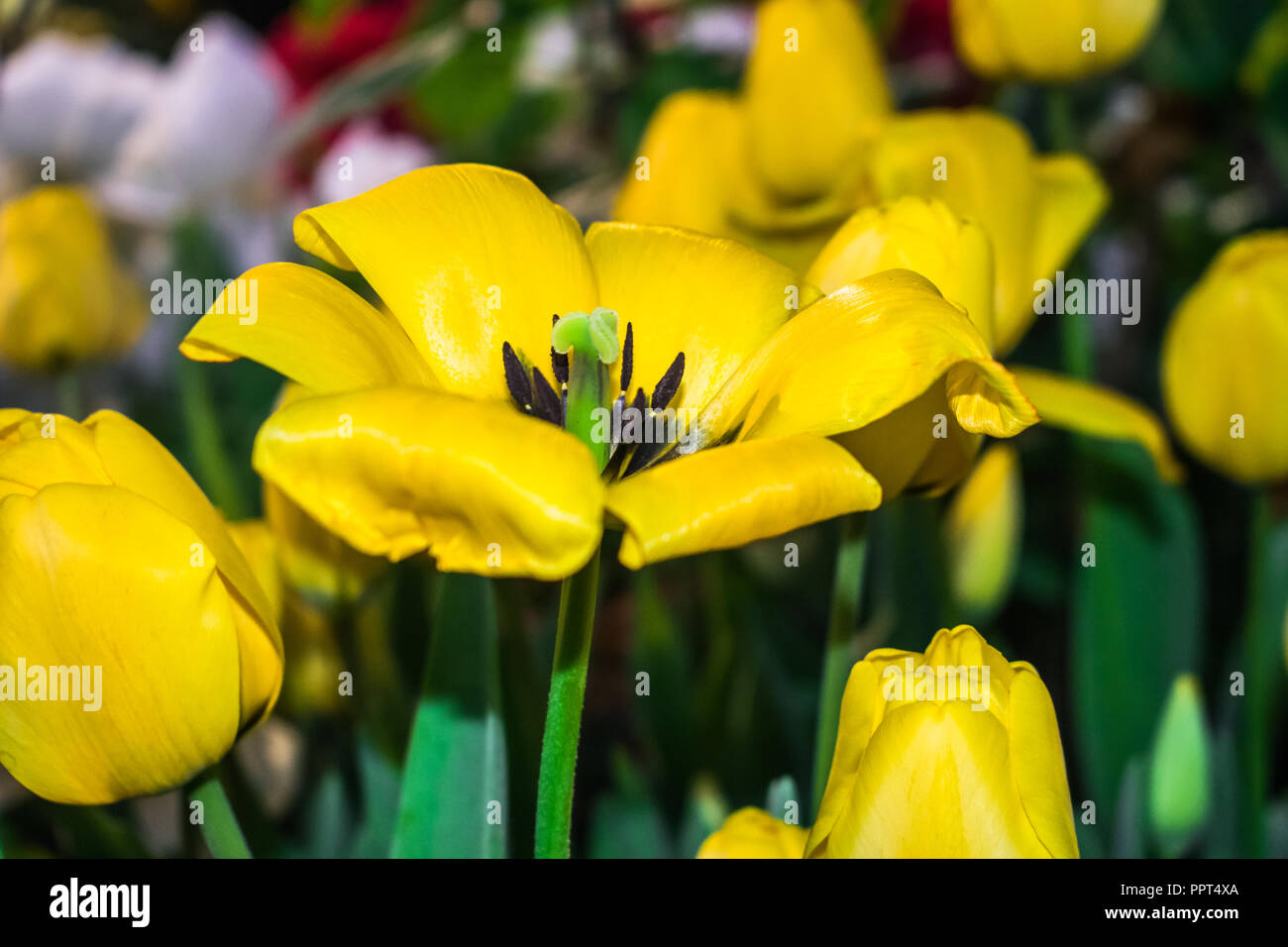 Open tulips hi-res stock photography and images - Alamy