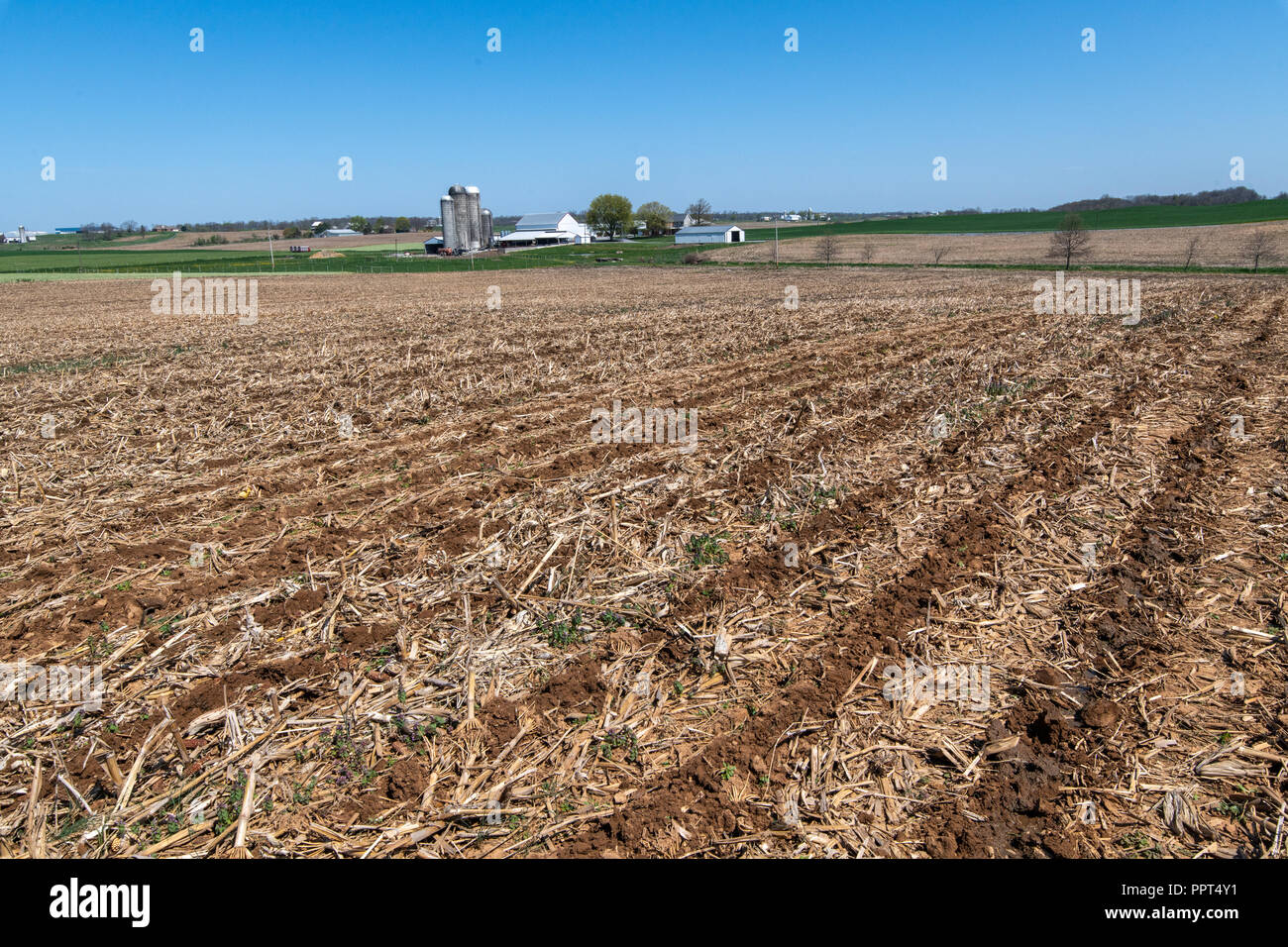 A field of corn stubble after having duck manure injected into it to ...