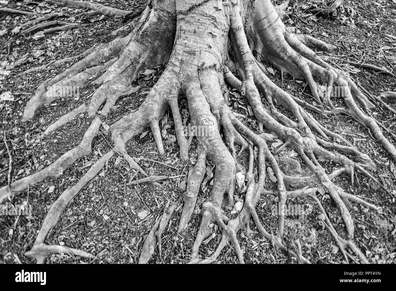 Tree roots tangle over the ground at Elk Neck State Park Stock Photo ...