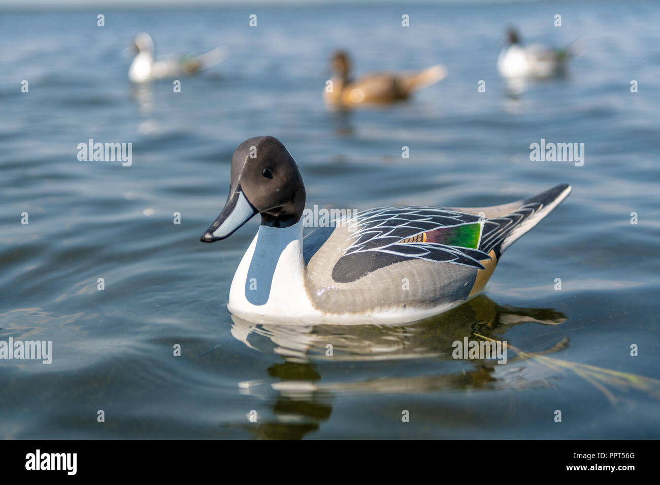 Life like water fowl decoy Floats in the water Stock Photo - Alamy