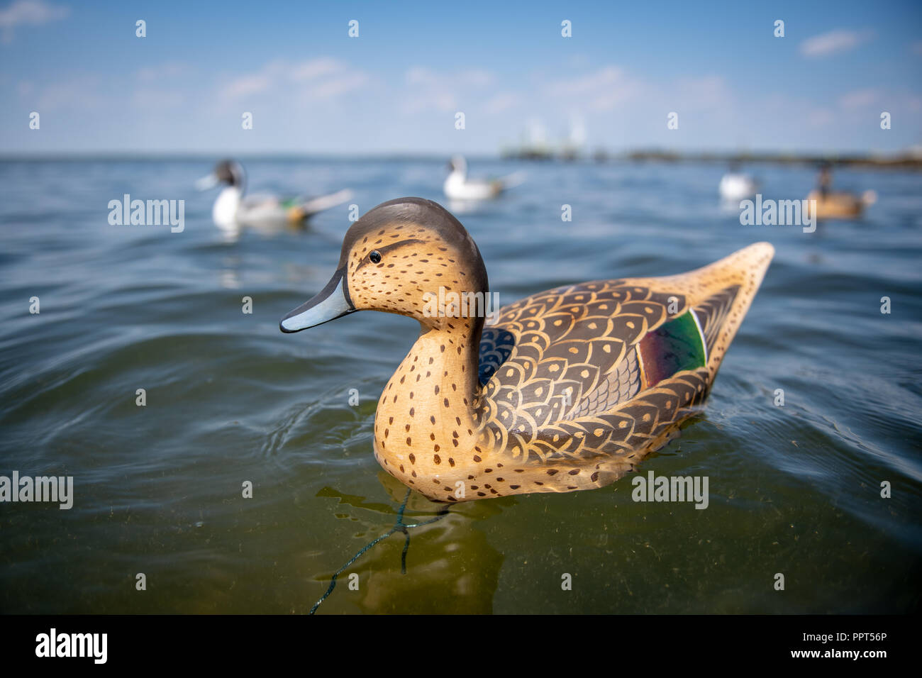 Life like water fowl decoy floats in the water Stock Photo - Alamy