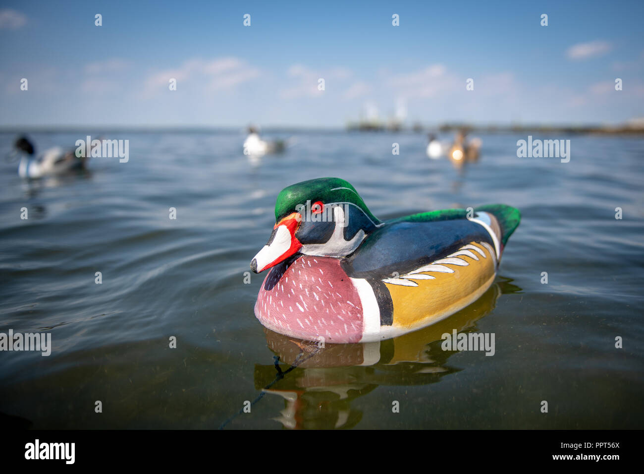 Life like wood duck decoy floats in the water Stock Photo - Alamy
