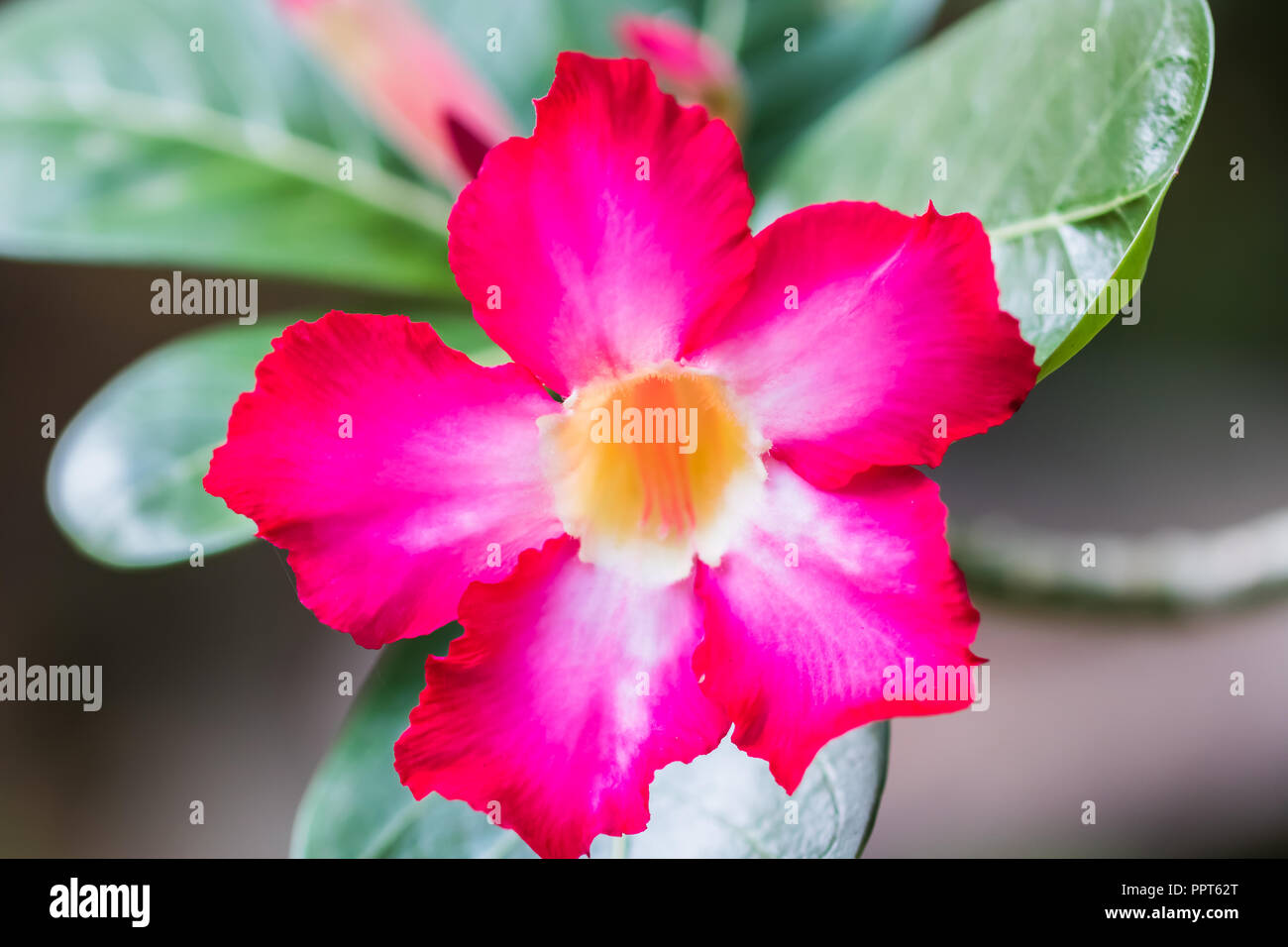 Spice Bush Desert Rose