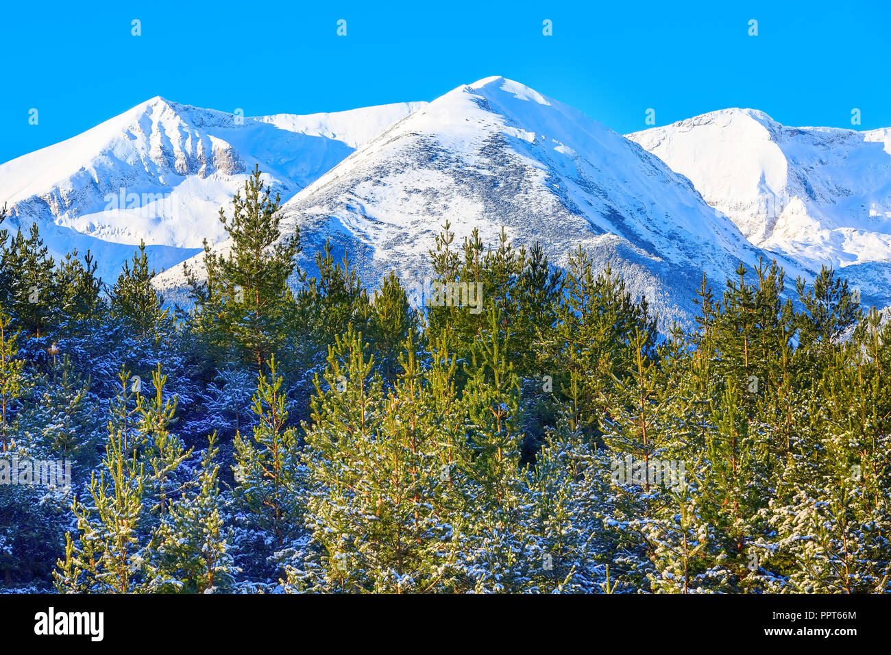 winter vacation background with pine trees and snow mountain peaks ...