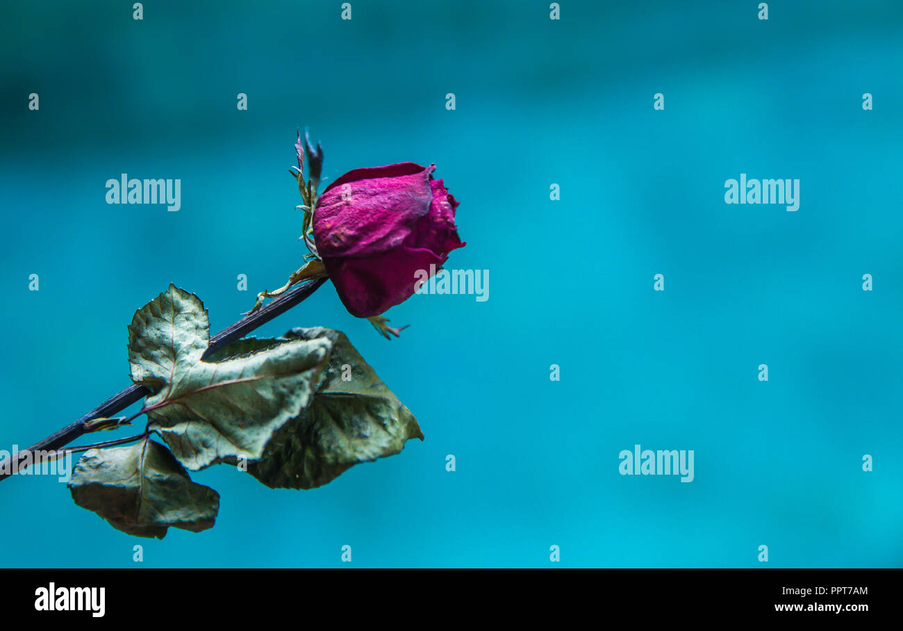 Beautiful Sad Rose Drawings Sad Red Rose Stock Illustrations – 551