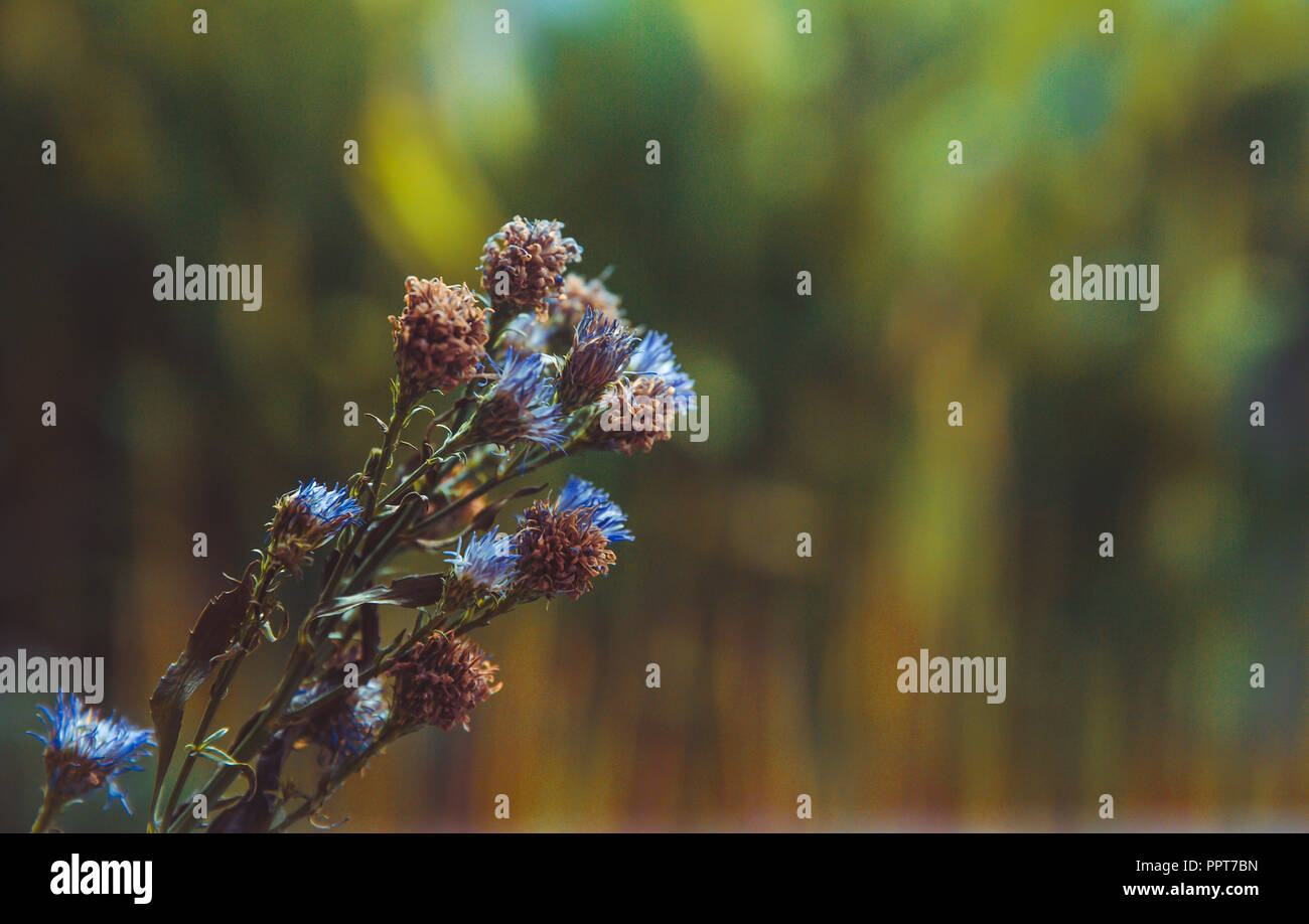 Dried Field Flower. Close up with copy Space Stock Photo - Alamy