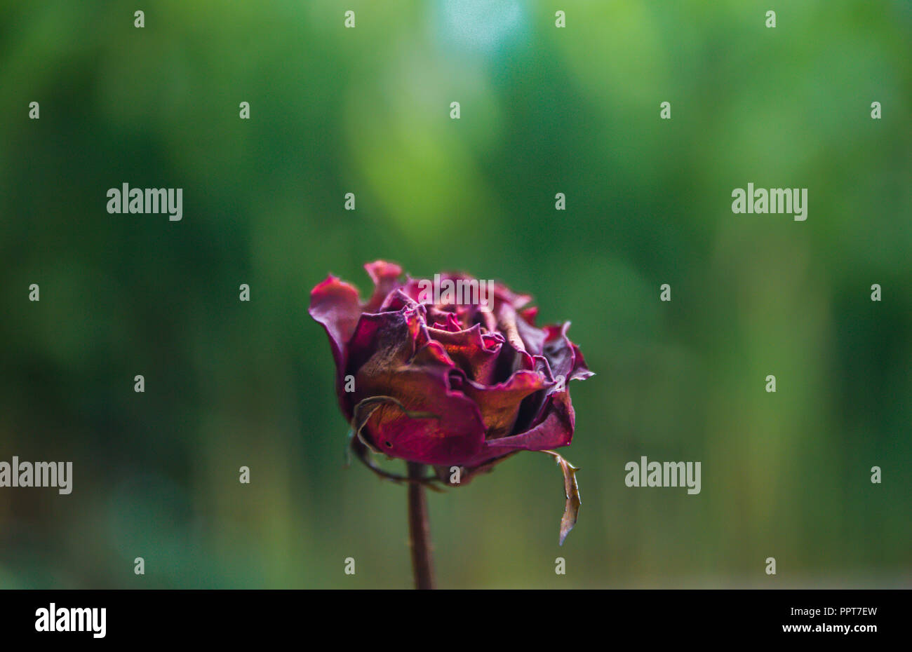 Dried Red Rose Flower, sad valentine Stock Photo - Alamy
