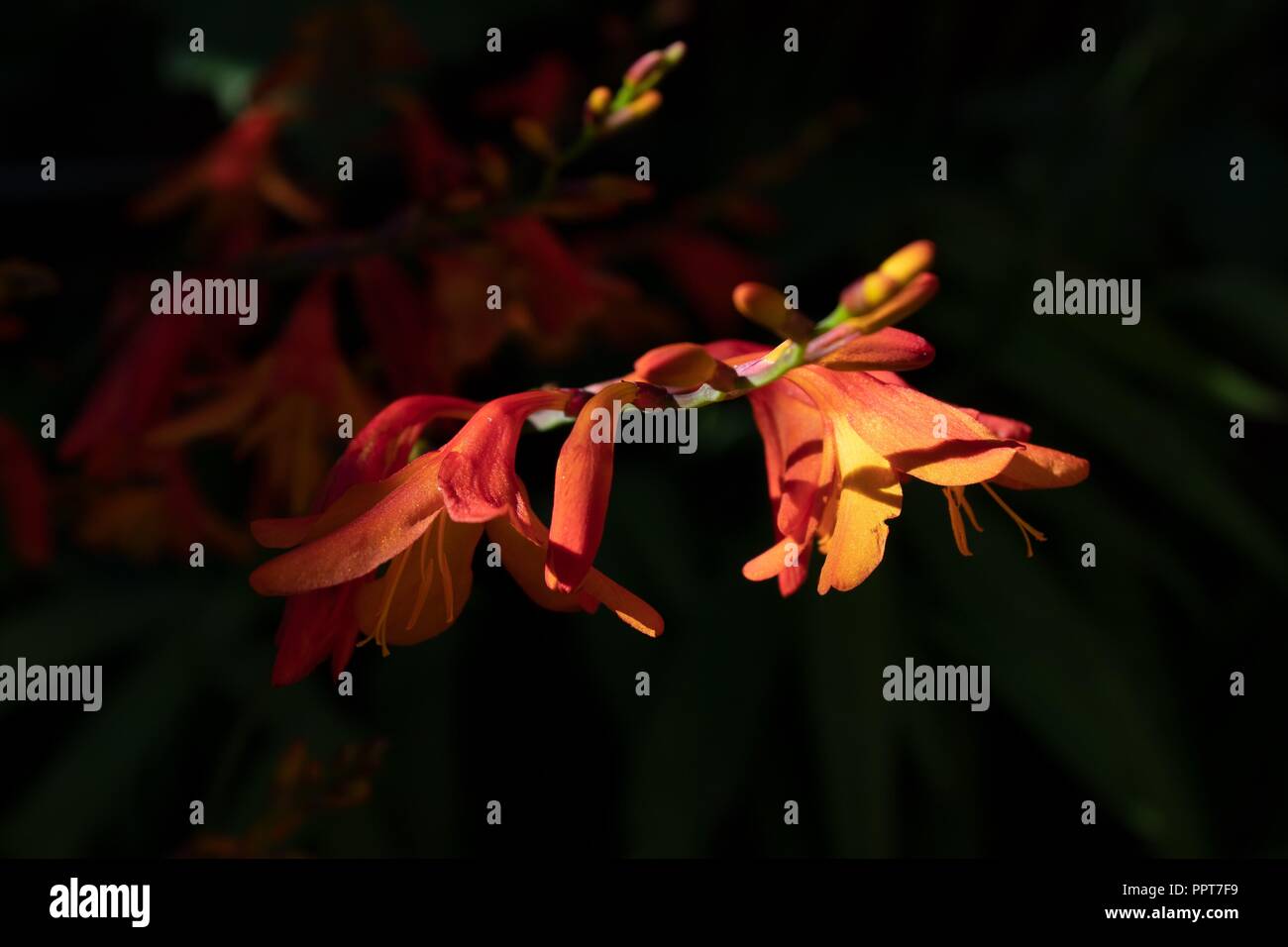 Flaming Flower Stock Photos & Flaming Flower Stock Images - Alamy