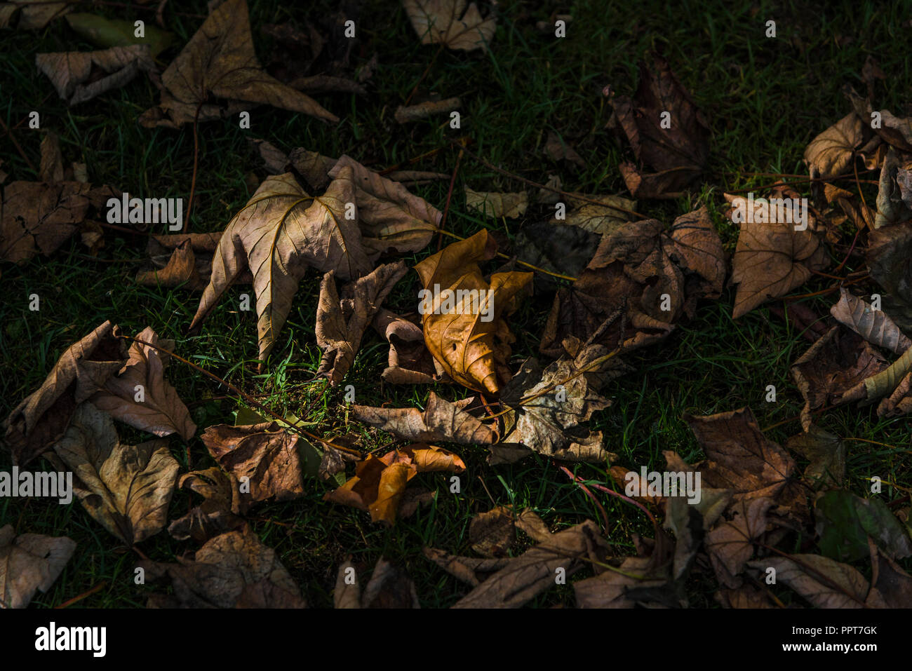Sycamore leaves on ground hi-res stock photography and images - Alamy