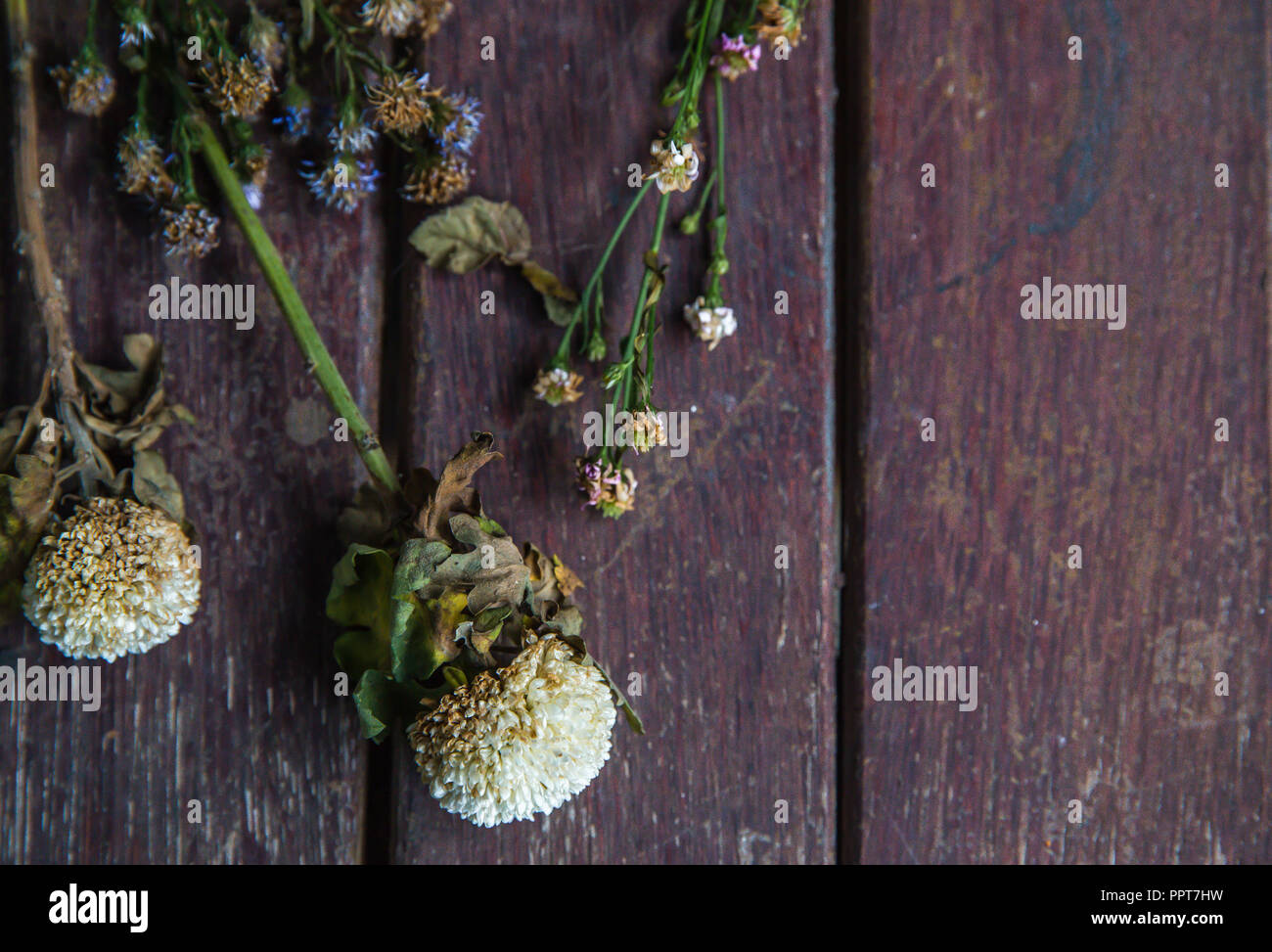 Dried Field Flower. Close up with copy Space Stock Photo - Alamy