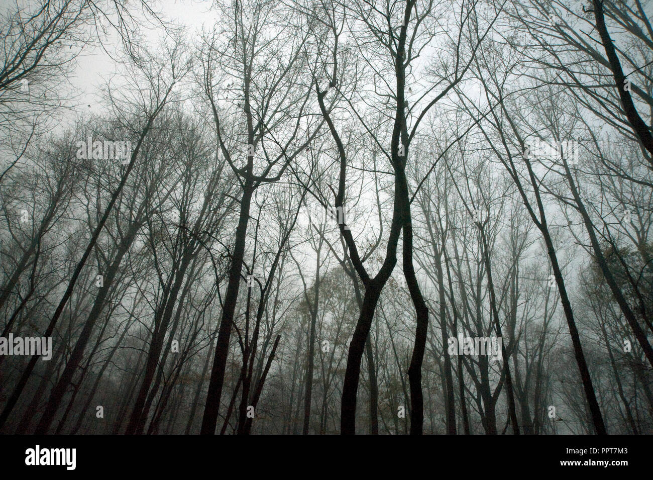 Moody trees hi-res stock photography and images - Alamy
