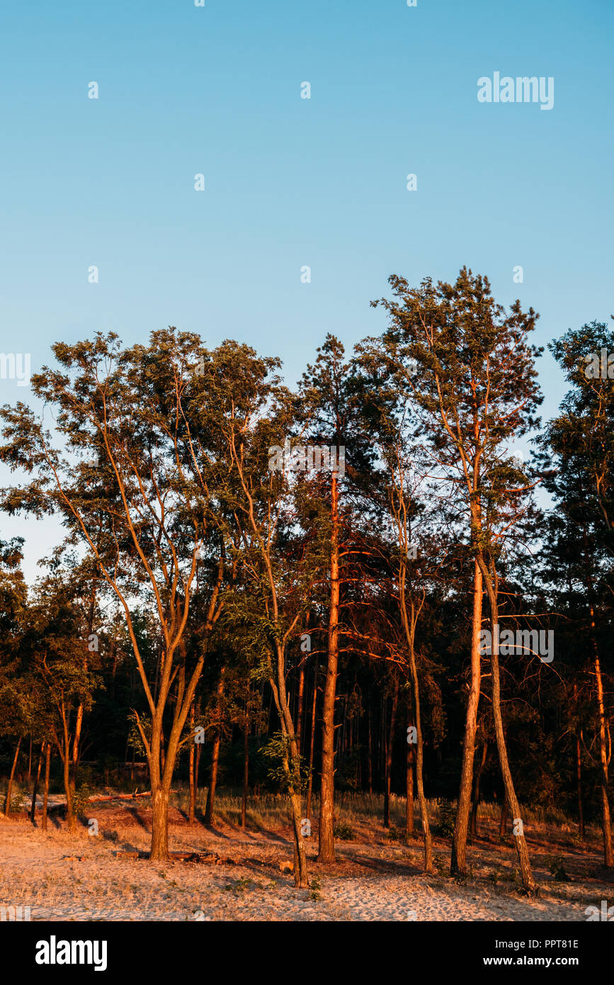 Beautiful tall trees hi-res stock photography and images - Alamy