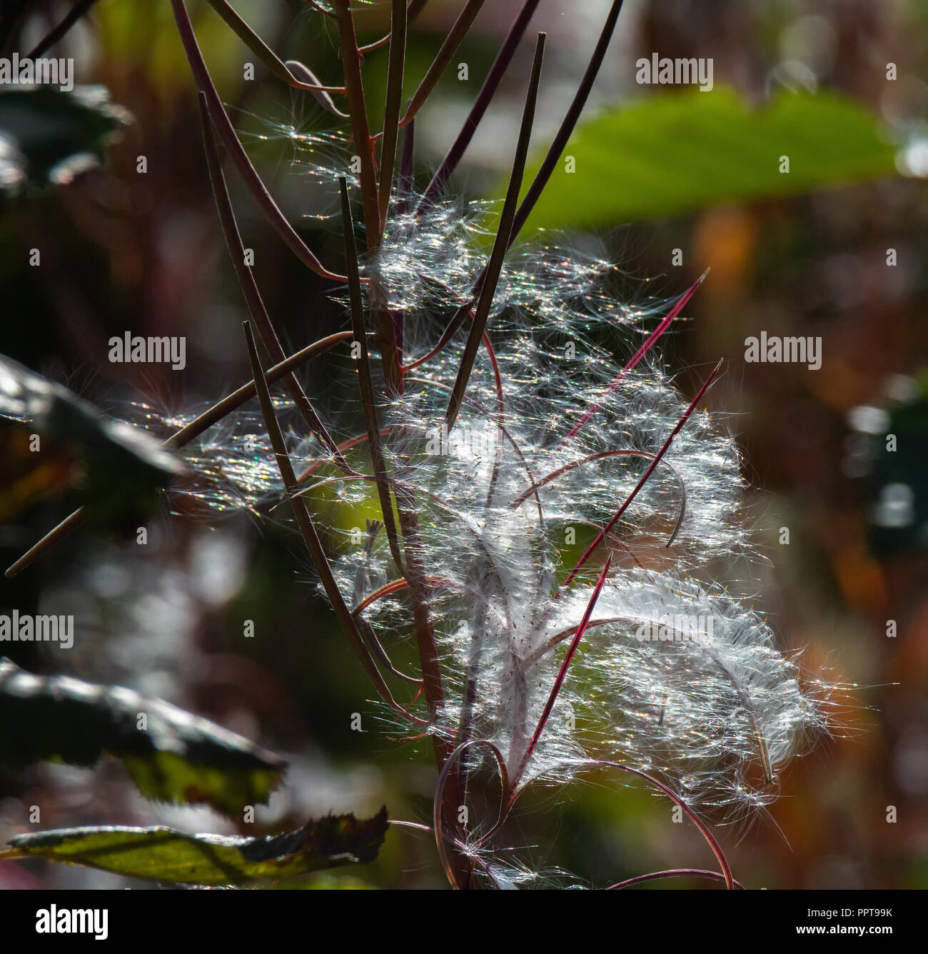 Silky strands hi-res stock photography and images - Alamy