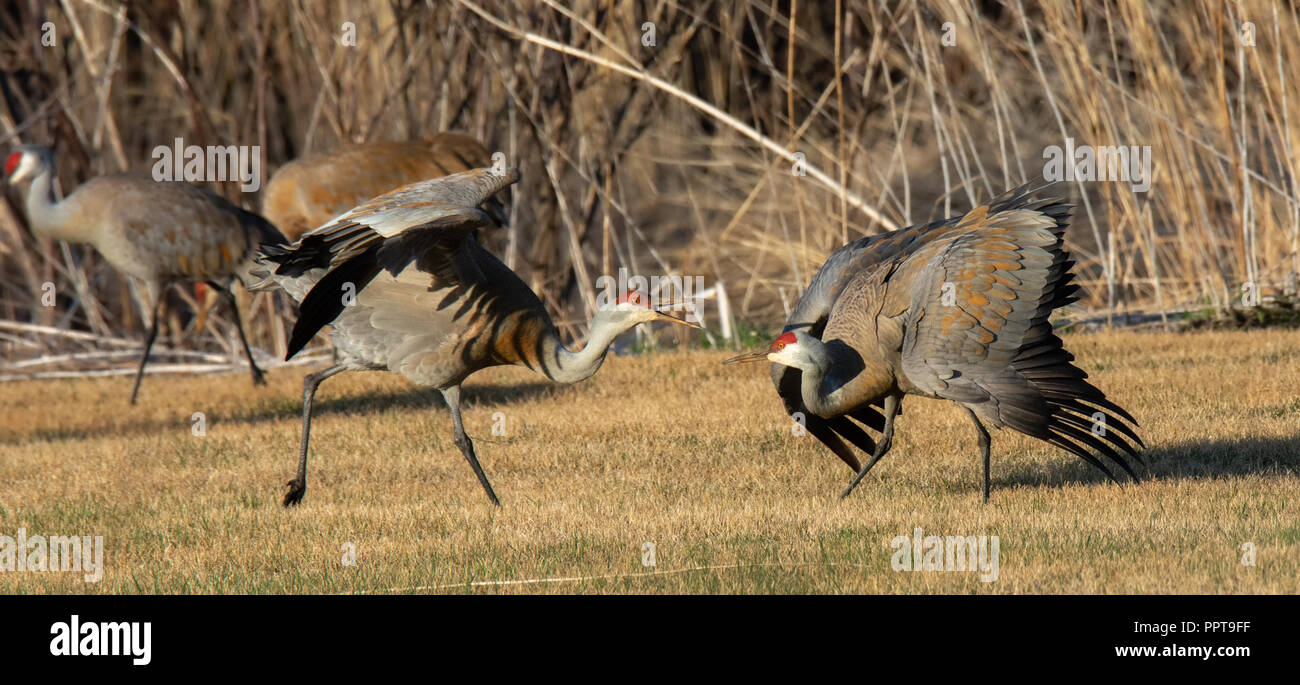 Two sandhill cranes with wings half stretched posture to one another ...