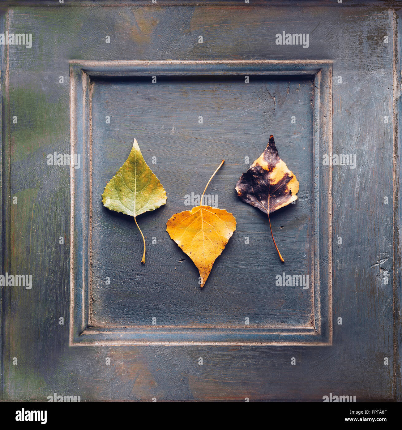 Wooden frame with three dry leaves in the center Stock Photo - Alamy