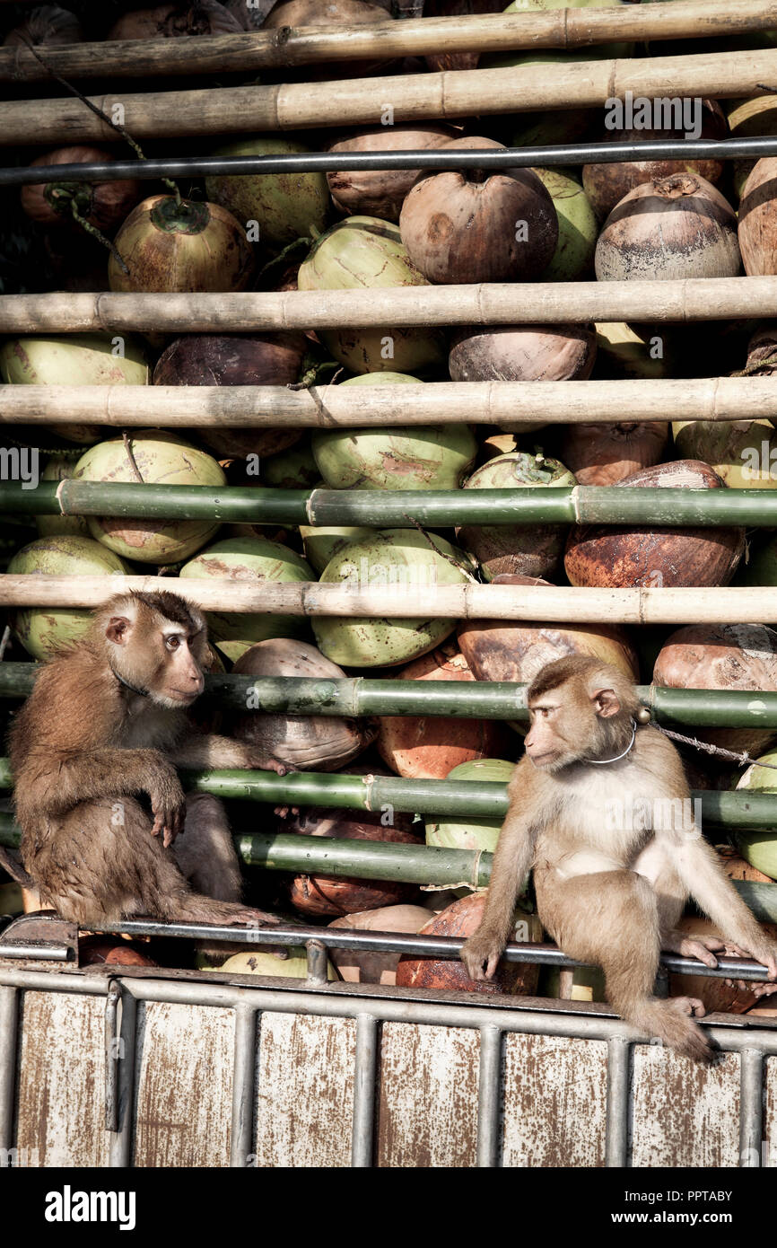 Macaque monkeys chained to back of truck, filled with coconuts that ...