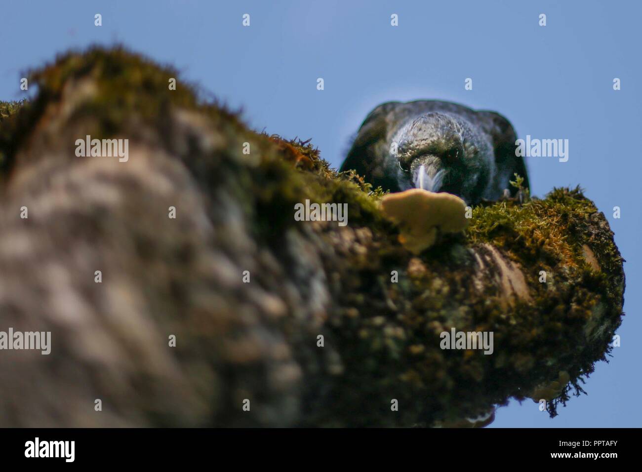 Crow pecking fungus on tree Stock Photo - Alamy