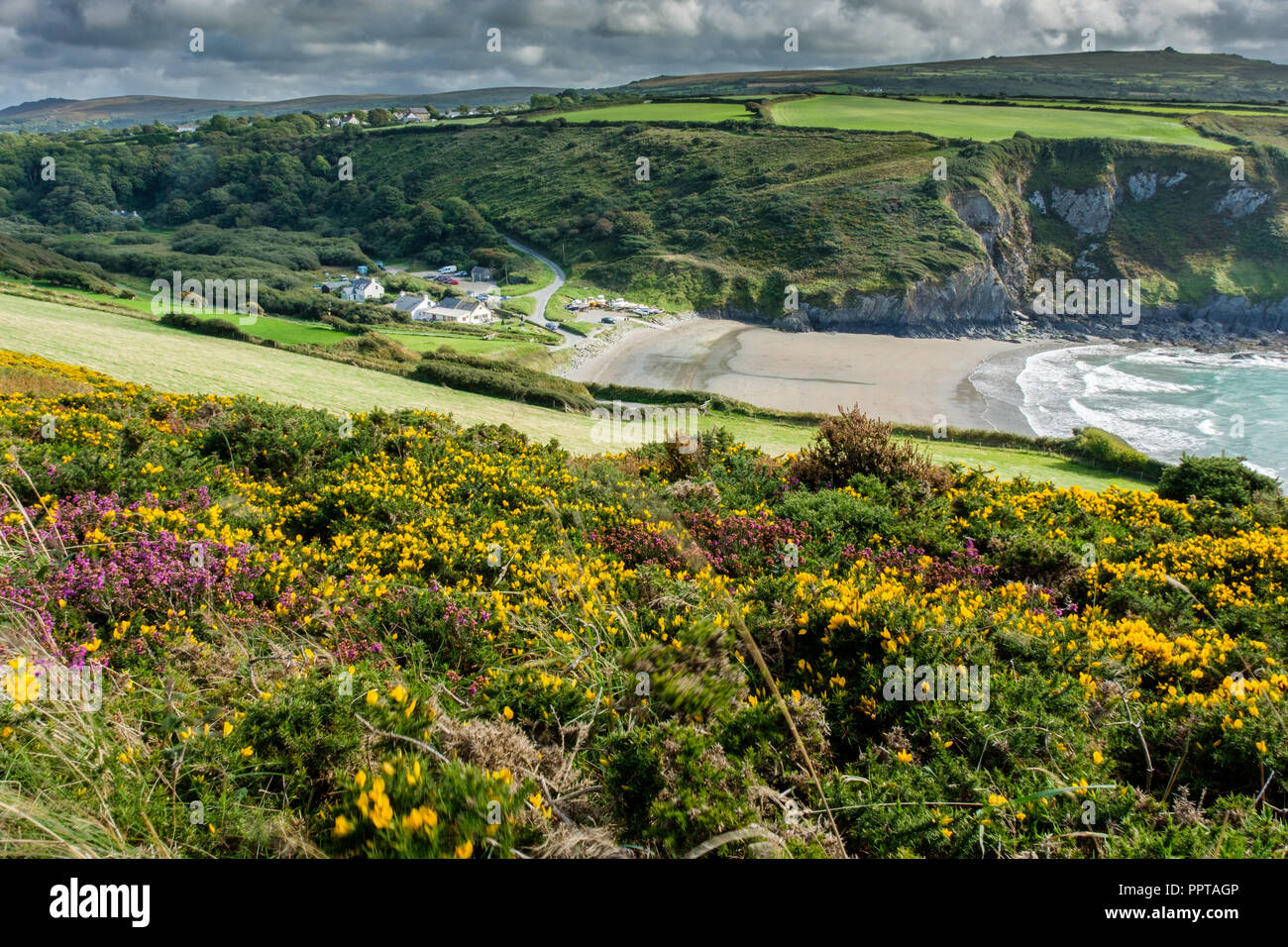 Pwllgwaelod beach at Dinas Head, near Fishguard, Pembrokeshire, Wales ...