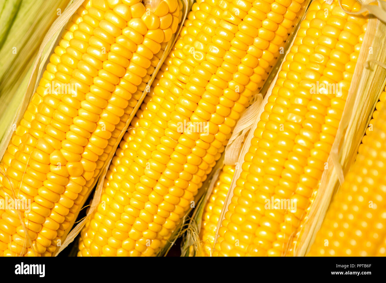 yellow heads of corn are close-up Stock Photo - Alamy