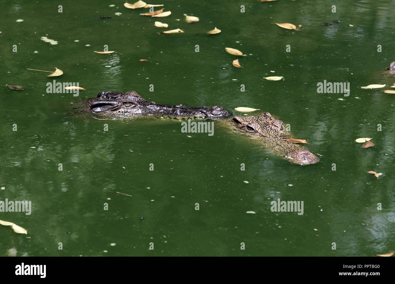 Crocodile in murky swamp water hi-res stock photography and images - Alamy