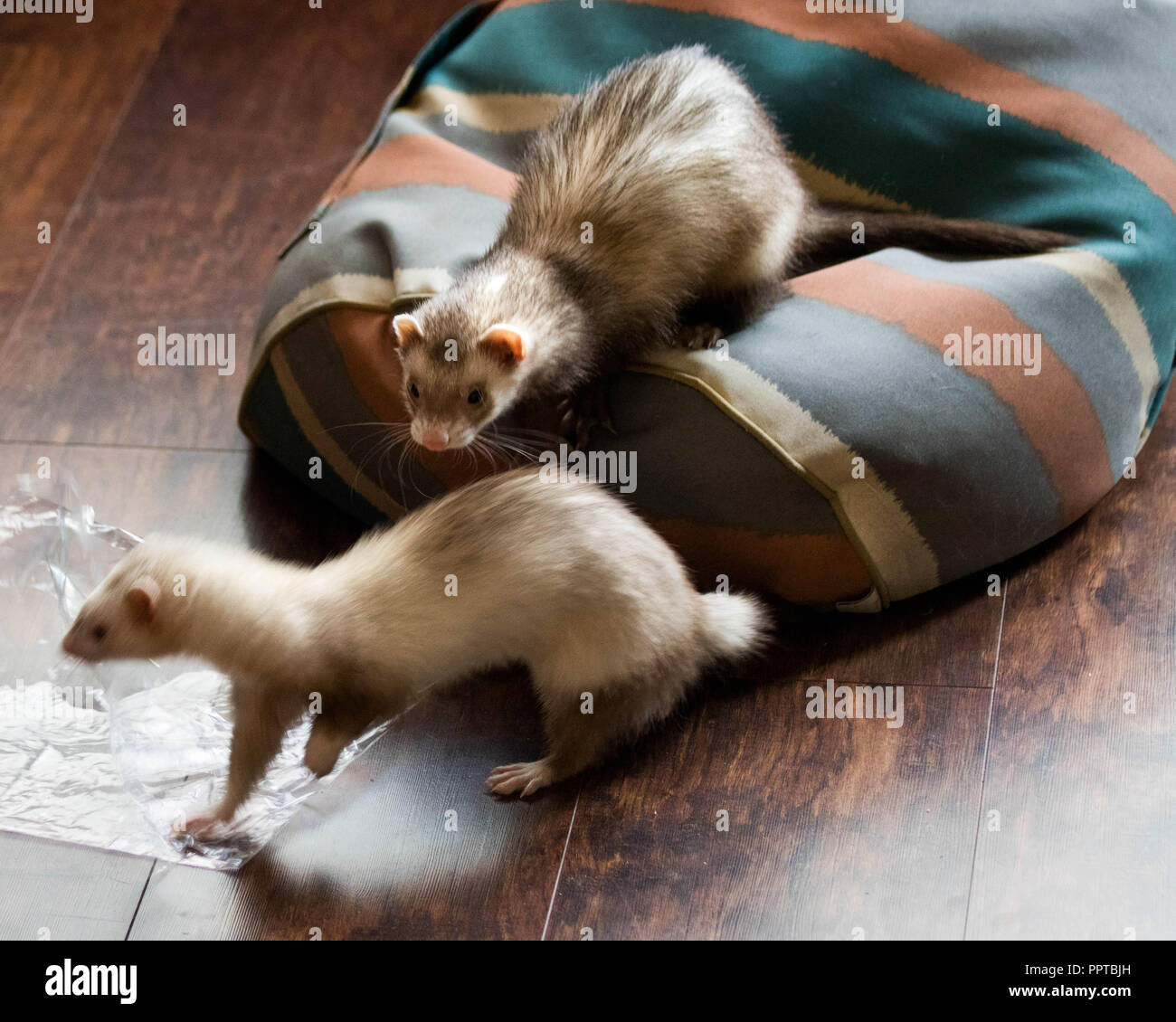 Ferrets Playing Together