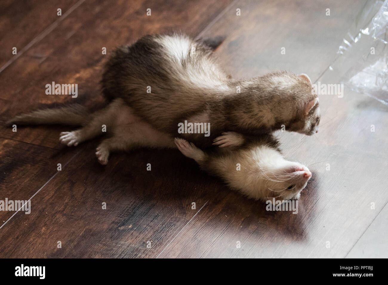 A pair of young ferrets wrestle and play in their home Stock Photo - Alamy