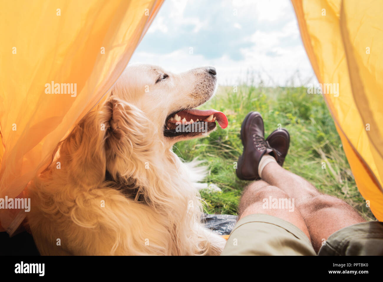 partial view of tourist in tent with golden retriever dog on meadow ...