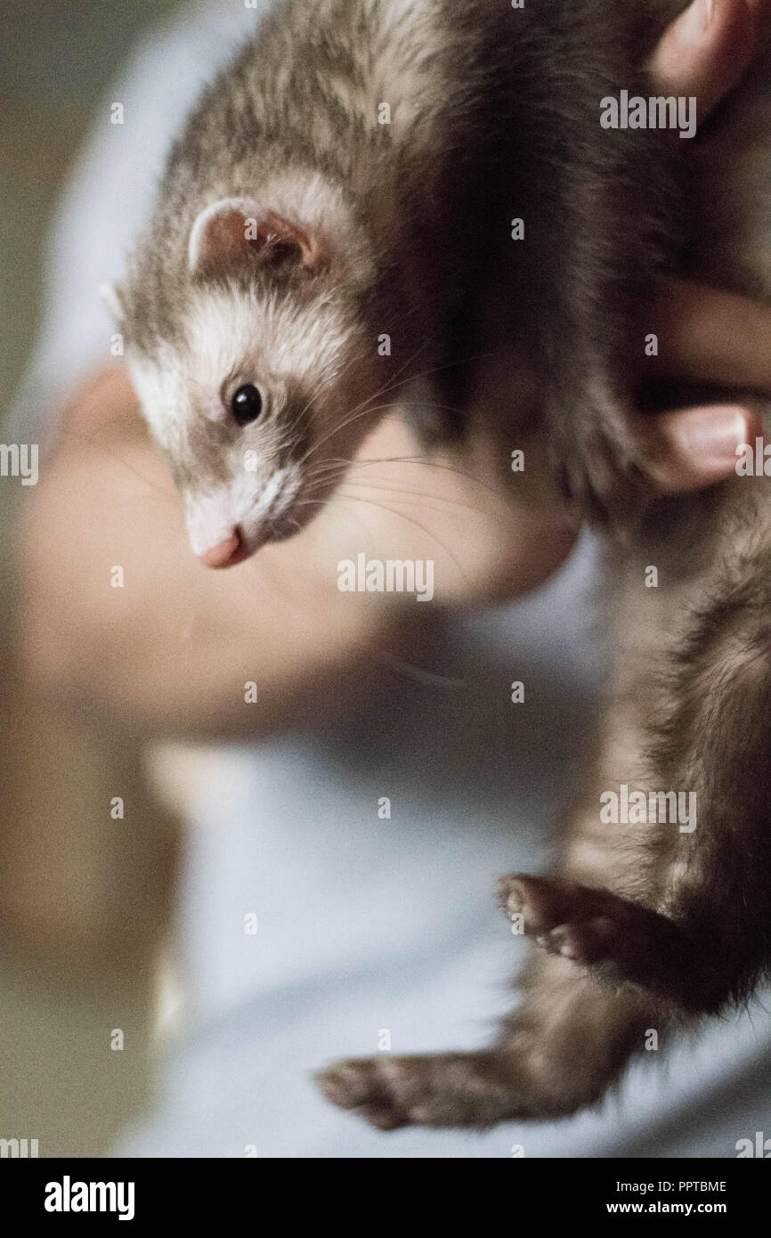 Polecat ferret hi-res stock photography and images - Alamy