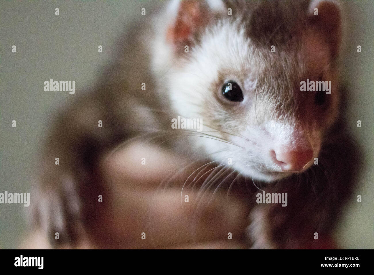 A sable ferret is carried about by his owner Stock Photo - Alamy